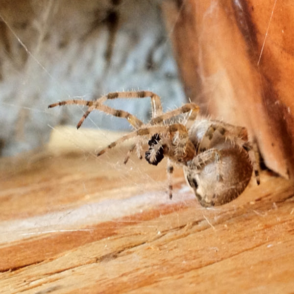 Jewel spider | Project Noah