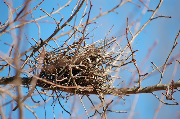 Northern Cardinal nest | Project Noah