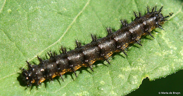 Silvery checkerspot caterpillar | Project Noah