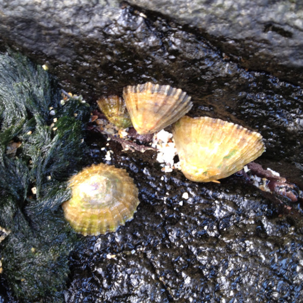Common Limpet | Project Noah