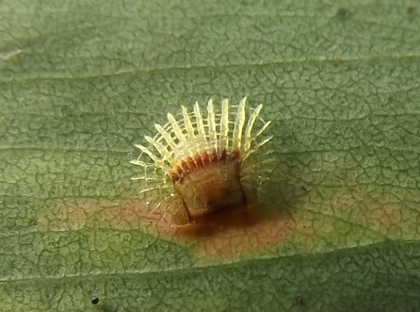 Lerps causing leaf coloration | Project Noah