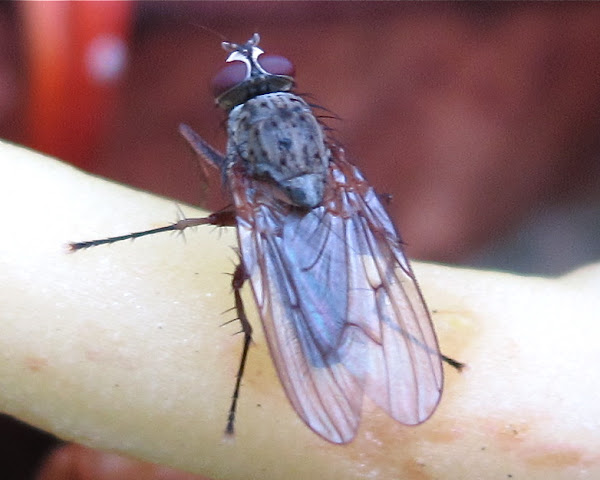 Muscid Fly | Project Noah