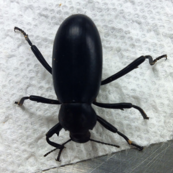 Desert Stink Beetle | Project Noah