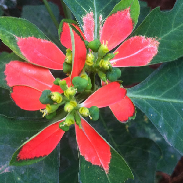 Mexican fireplant | Project Noah