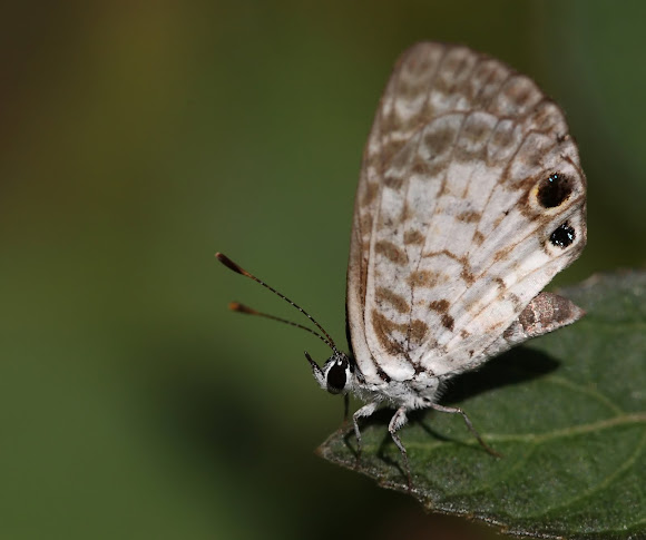 Cassius Blue | Project Noah