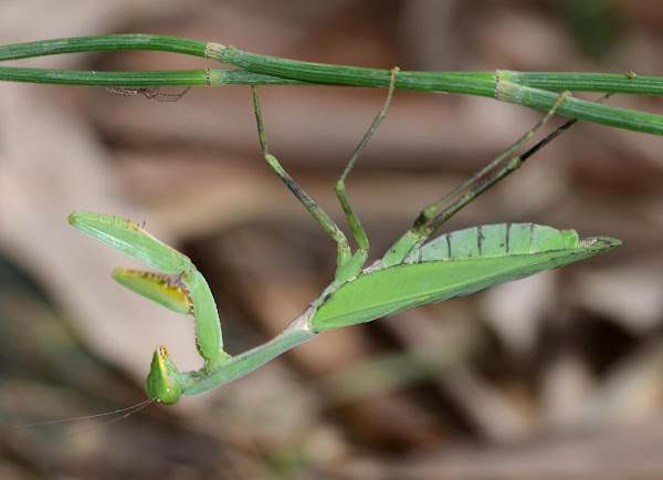 Giant Asian Mantis | Project Noah