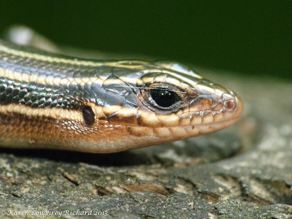 Five-lined or southeastern five-lined skink (female) | Project Noah
