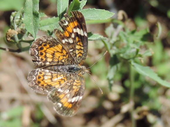 Phaon Crescent Butterfly | Project Noah