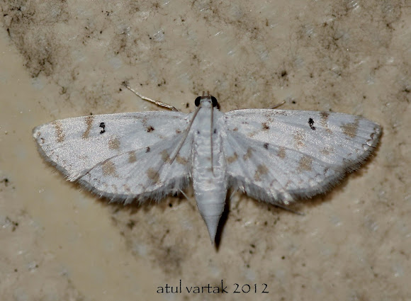 Rice Caseworm | Project Noah