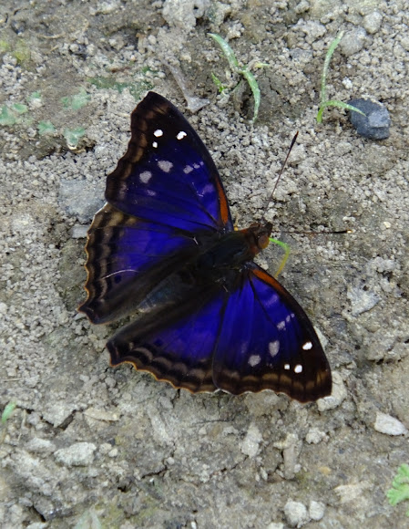 Agathina Emperor | Project Noah