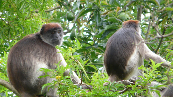Eastern Red Colobus | Project Noah