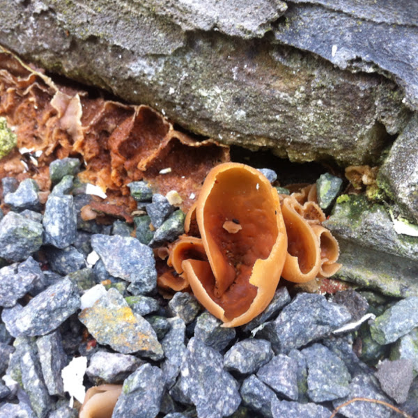 Bladder cup, common dung cup, vroege bekerzwam | Project Noah