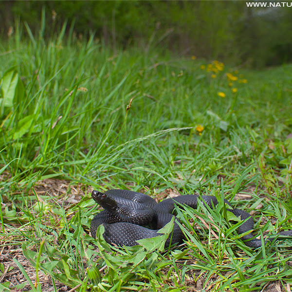 Herpetofauna of Ukraine | Project Noah