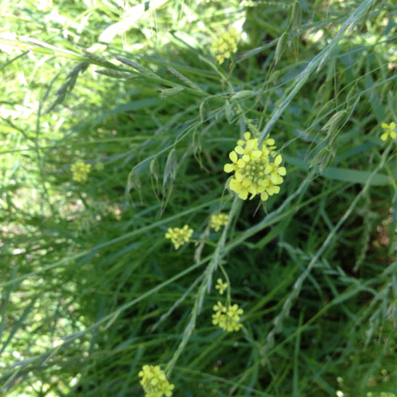 Indian Mustard | Project Noah