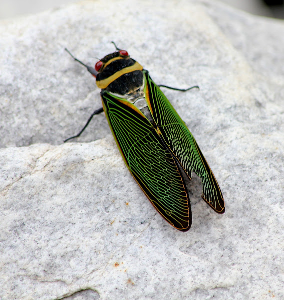 Cicada | Project Noah