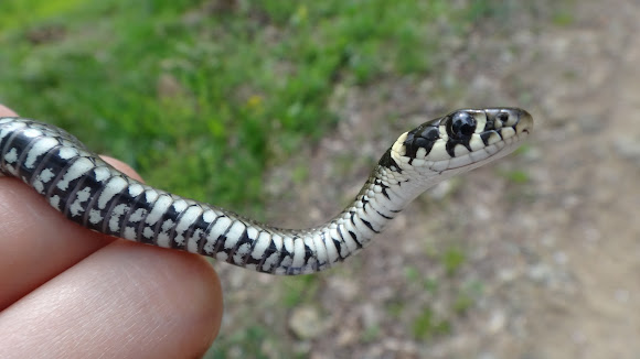 Bjelouska | Project Noah