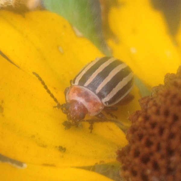 Potato bug | Project Noah