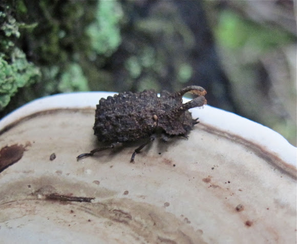 Forked Fungus Beetle | Project Noah