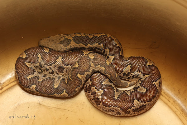 Common Sand Boa | Project Noah