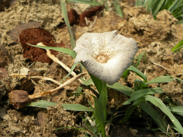 Psilocybin mushroom,teónanácatl, teotlaquilnanácatl, xochinanácatl ...