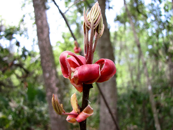 Hickory tree buds | Project Noah
