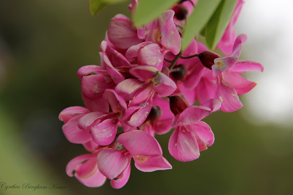 Pink Locust Tree | Project Noah