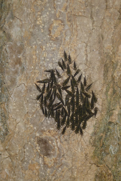 Cluster of Bark Lice | Project Noah