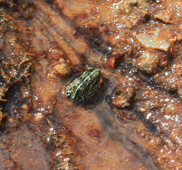 Edible Bullfrog | Project Noah