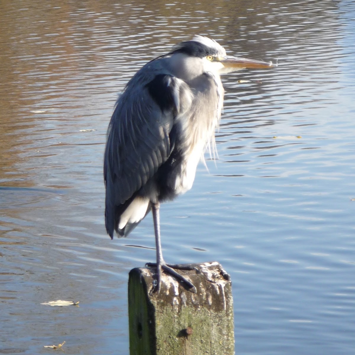 Garza real | Project Noah