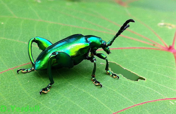 Frog legged leaf beetle | Project Noah