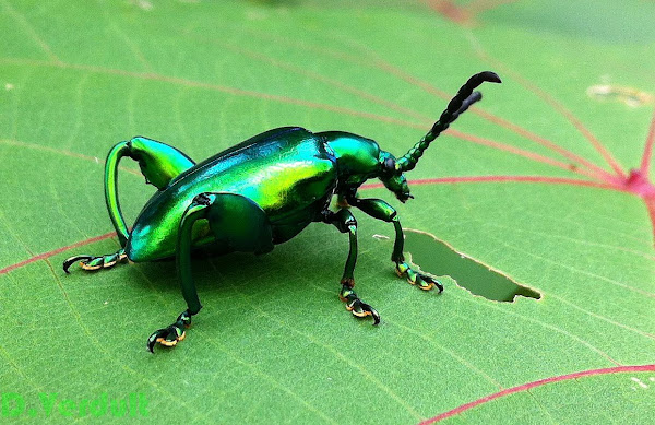 Frog legged leaf beetle | Project Noah