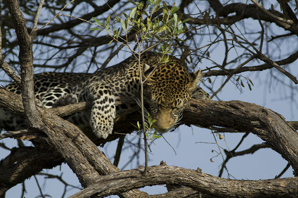 Leopard | Project Noah