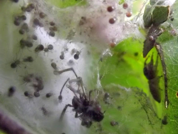 jumping spider with spiderling | Project Noah