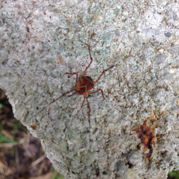 Ornate Harvestman | Project Noah
