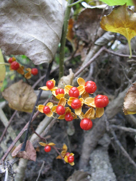 American Bittersweet | Project Noah