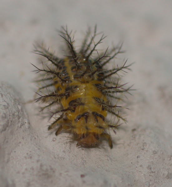 Potato Ladybird Larvae | Project Noah