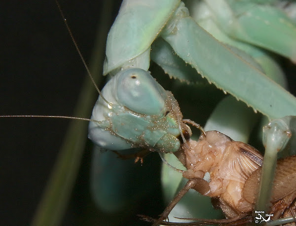 Giant Asian mantis | Project Noah