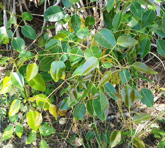 Poisonwood | Project Noah