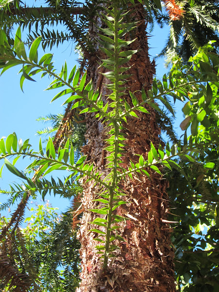 Klinki Pine | Project Noah