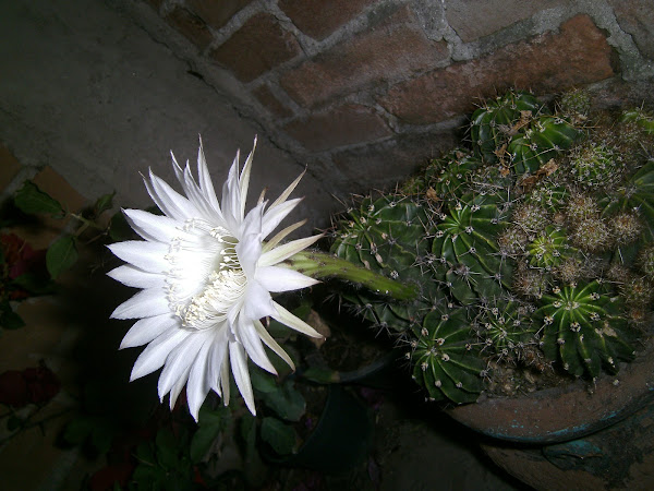 Cactus | Project Noah