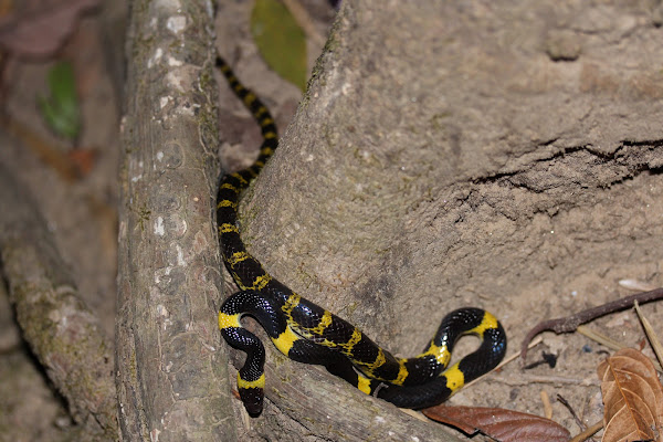 Laotian Wolf Snake | Project Noah