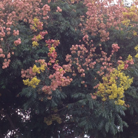 Chinese flame tree | Project Noah