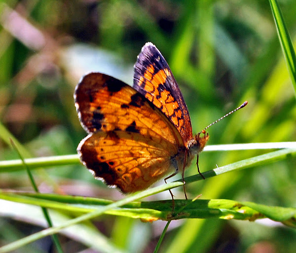 Northern Crescent | Project Noah