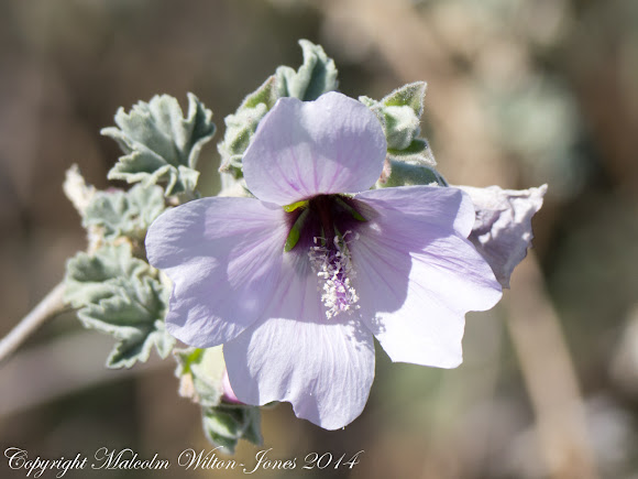 Sea Mallow | Project Noah
