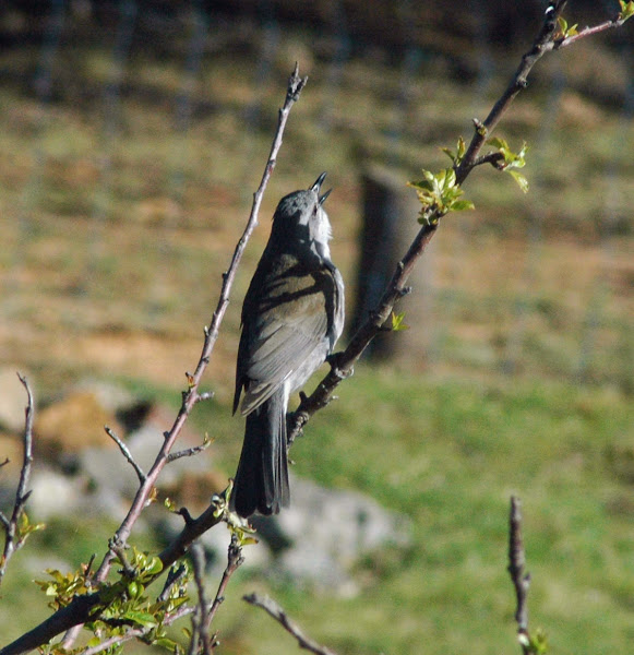 Grey Shrike-thrush | Project Noah