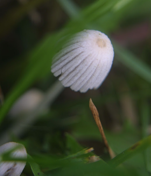 Fairies' Bonnets | Project Noah