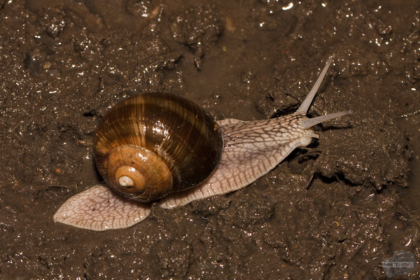 Snail | Project Noah