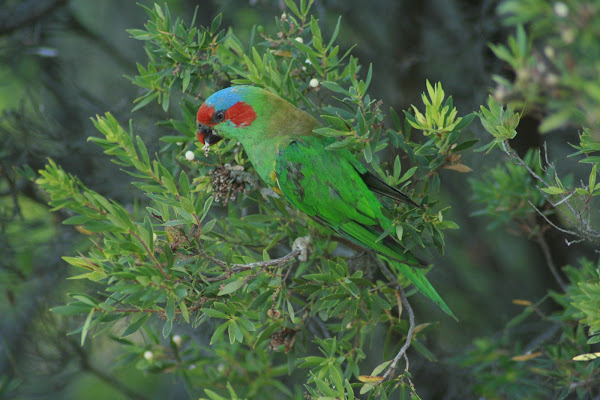 Musk Lorikeet | Project Noah