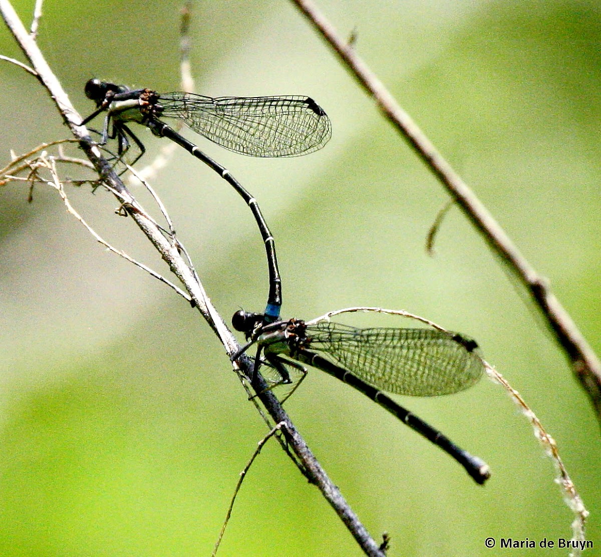Blue-tipped dancer damselfly | Project Noah
