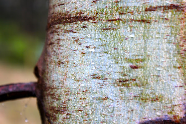 Eucalyptus | Project Noah